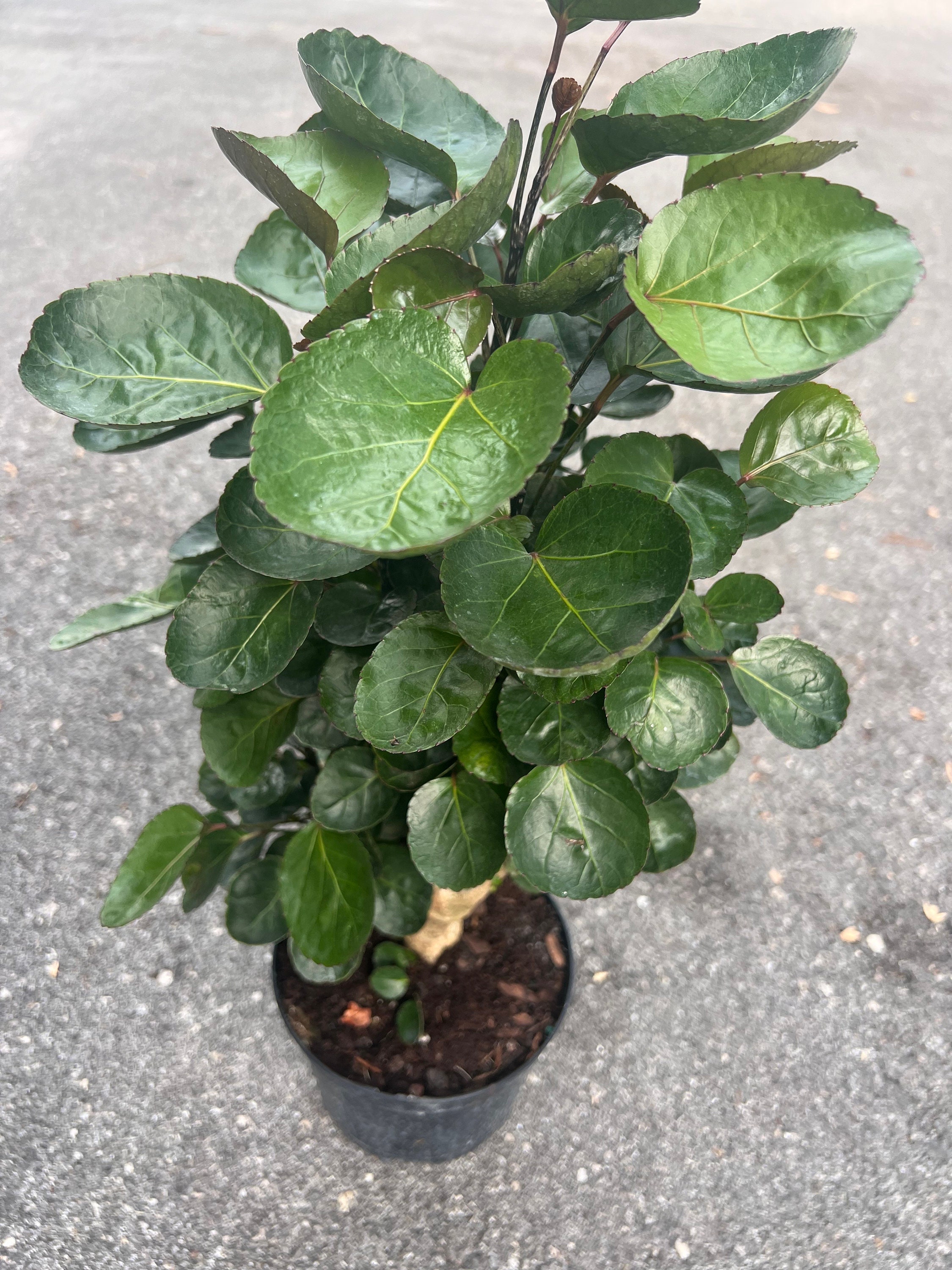 Aralia Fabian Stump 6" Pot - Etsy