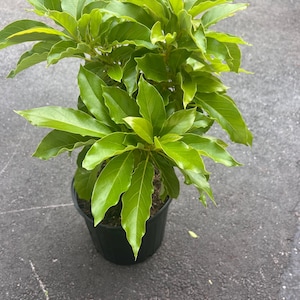 Maria Black Avocado Tree , Grafted in 3 Gallons Pot, No Ship to AK and ...