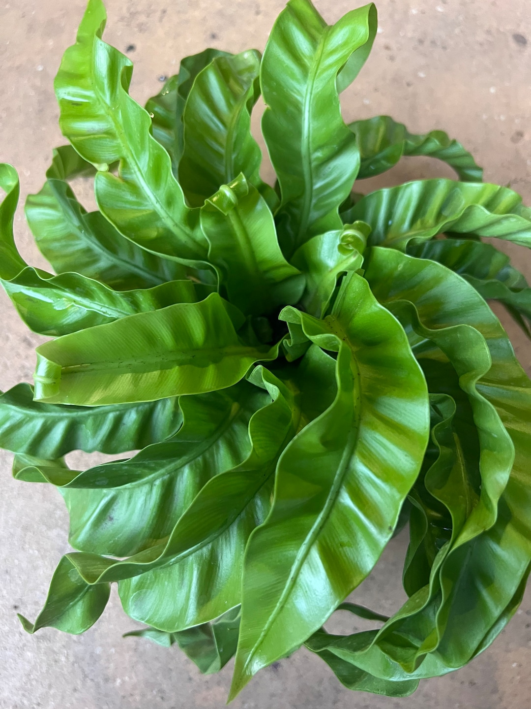 Hurricane Bird Nest Fern! Unique New Variety, in 6" Pot Asplenium Nidus ...