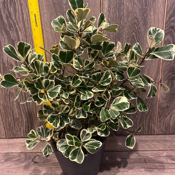 Ficus Triangularis Variegated - Etsy