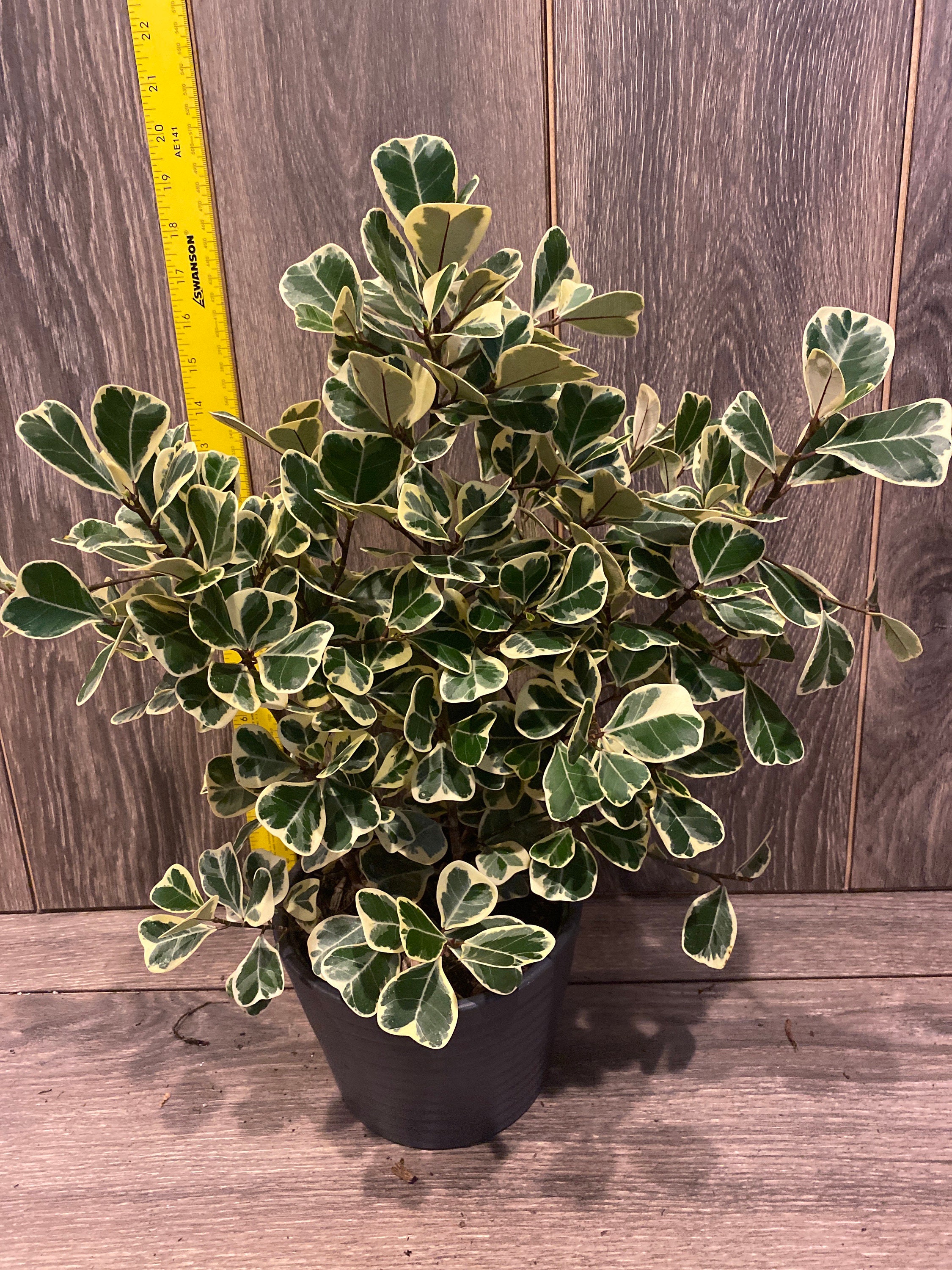 Ficus Triangularis Varigated in 6 Pot - Etsy
