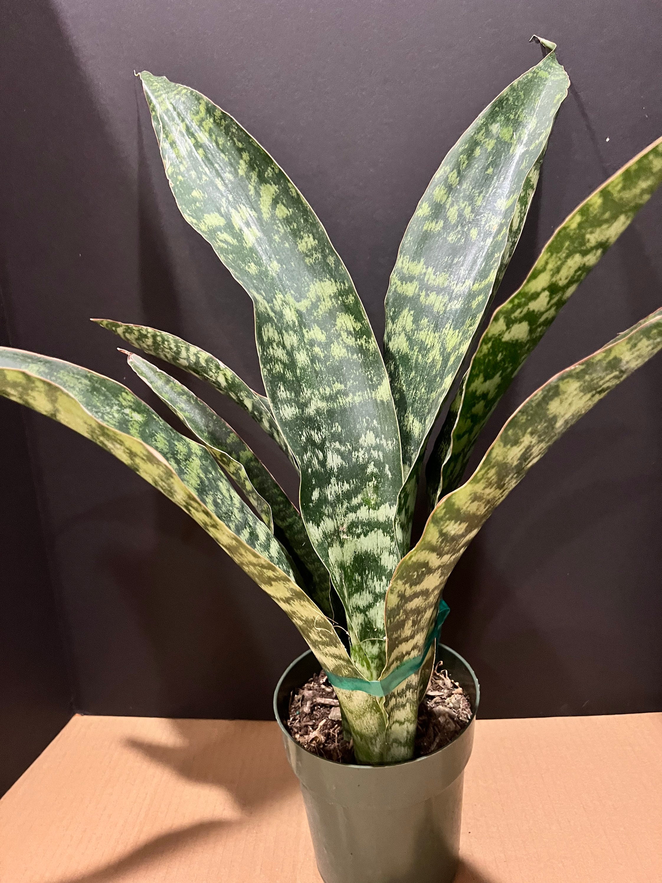 Large Sansevieria Jaboa in 6 Pot King Jaboa - Etsy