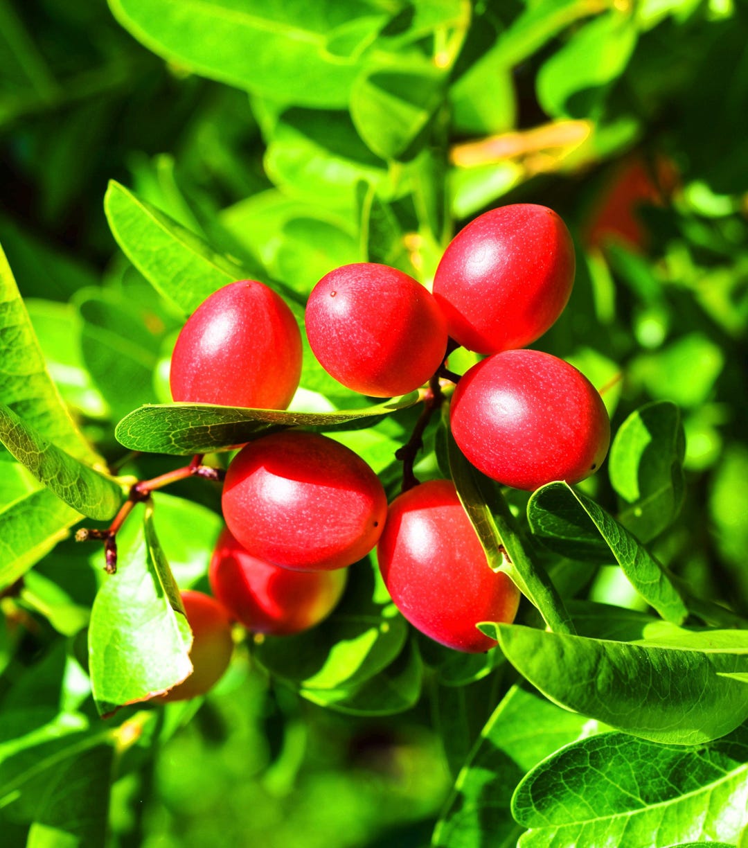 Miracle Fruit Tree in 3 Gallons Pot, Synsepalum Dulcificum - Etsy