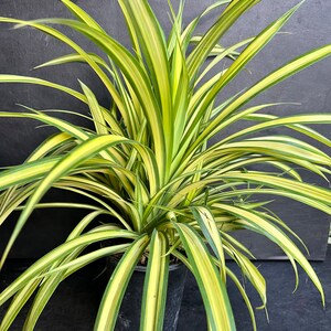 Large Pandanus Baptistii Aureus - Variegated Dwarf Pandanus in 1 Gallon ...