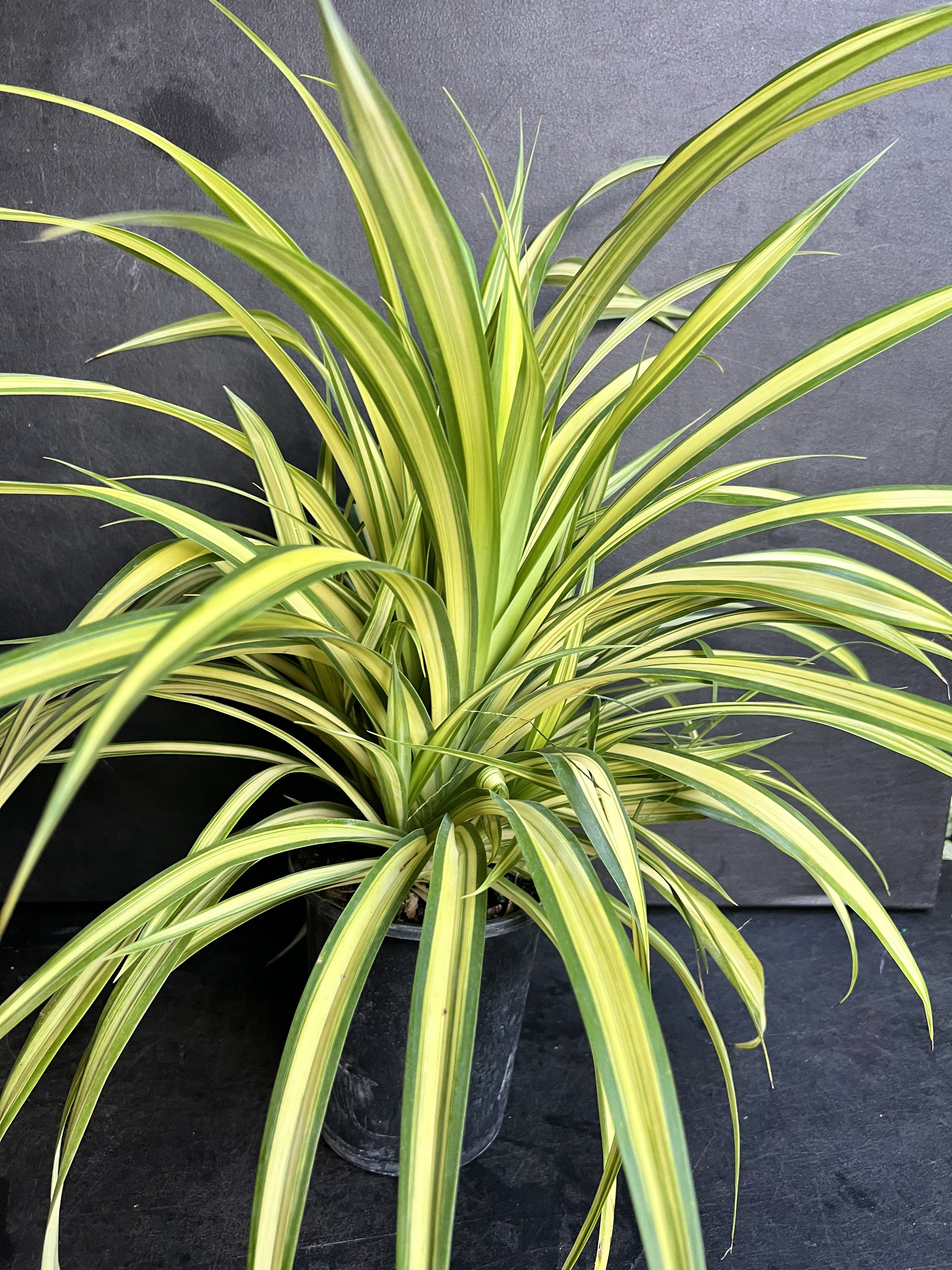 Large Pandanus Baptistii Aureus Variegated Dwarf Pandanus in - Etsy