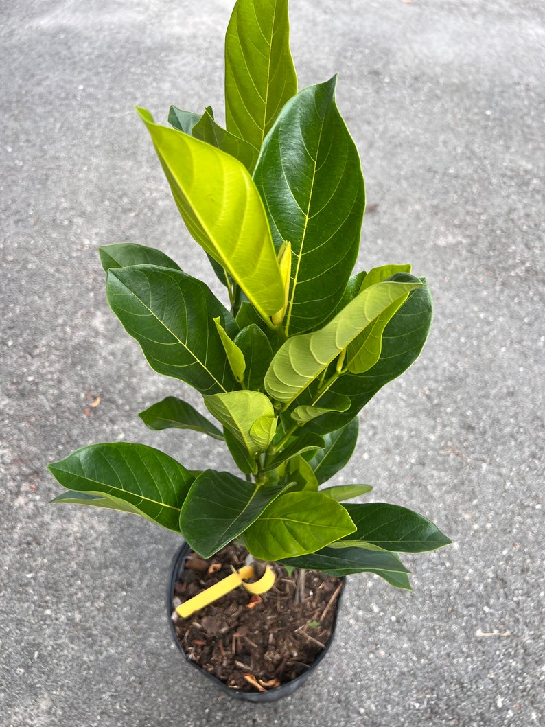 J31 Jack Fruit, Dwarf in 3 Gallons Pot, Grafted, Artocarpus ...