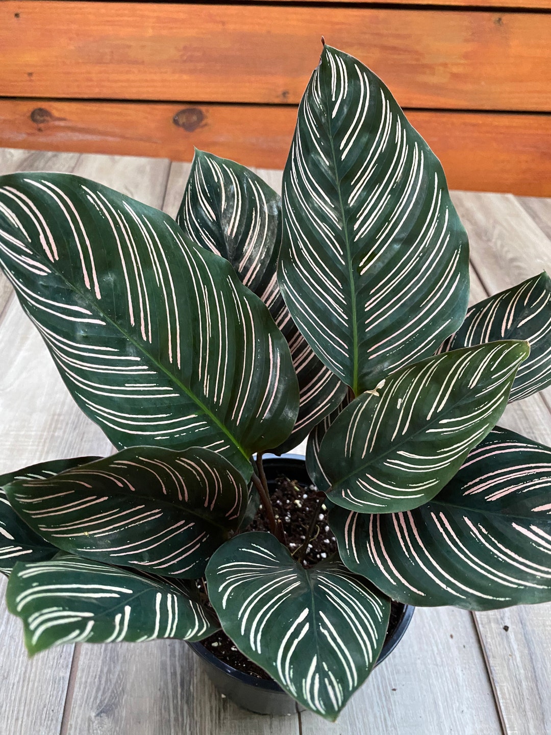 Calathea Ornata in 6" Pot, Prayer Plant - Etsy