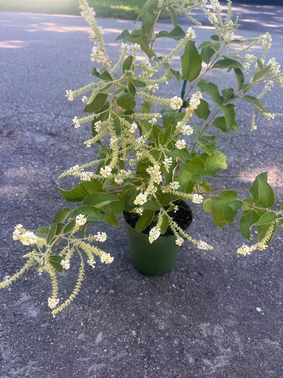 Large Aloysia Virgata , Sweet Almond Bush in 10" Pot - Etsy