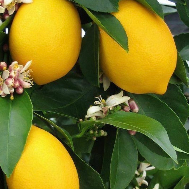 Harvey Green Lemon Tree - Etsy