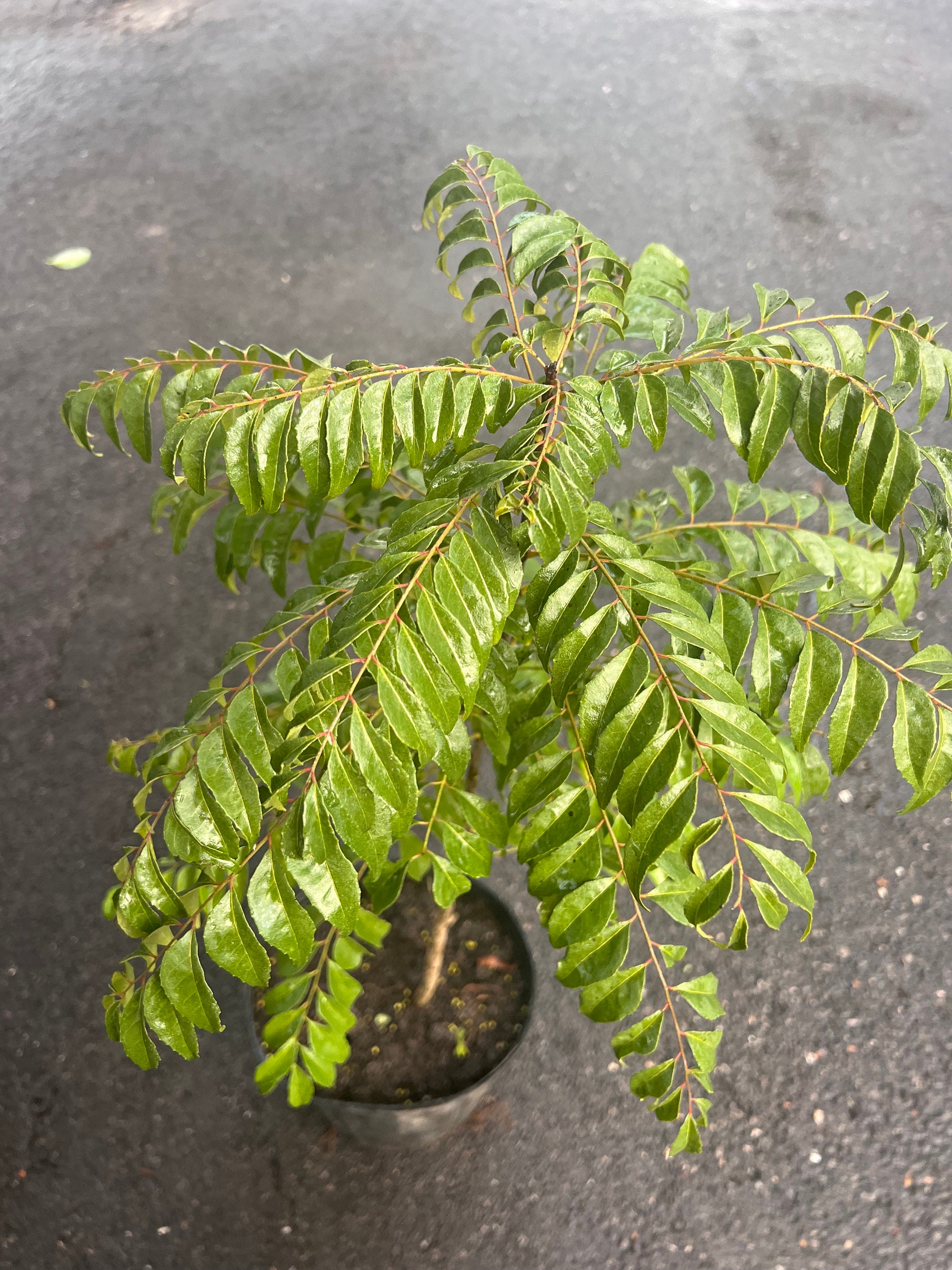 Curry Leaf Plant, Murraya Koenigii in 10" Pot. No Ship to Ca Tx Az AL ...