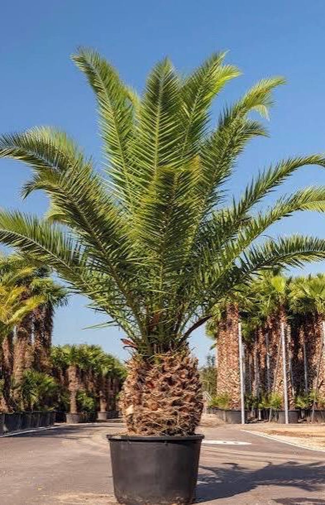 The Canary Palm in 4" Pot, Phoenix Canariensis - Etsy
