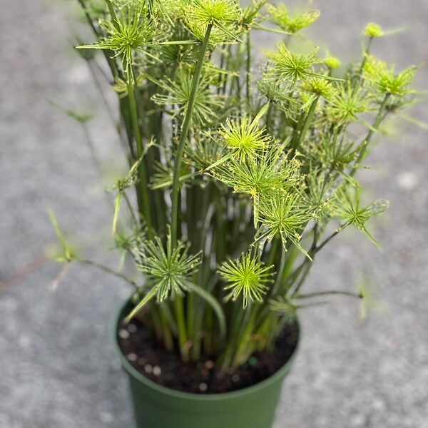 Dwarf Papyrus - Etsy