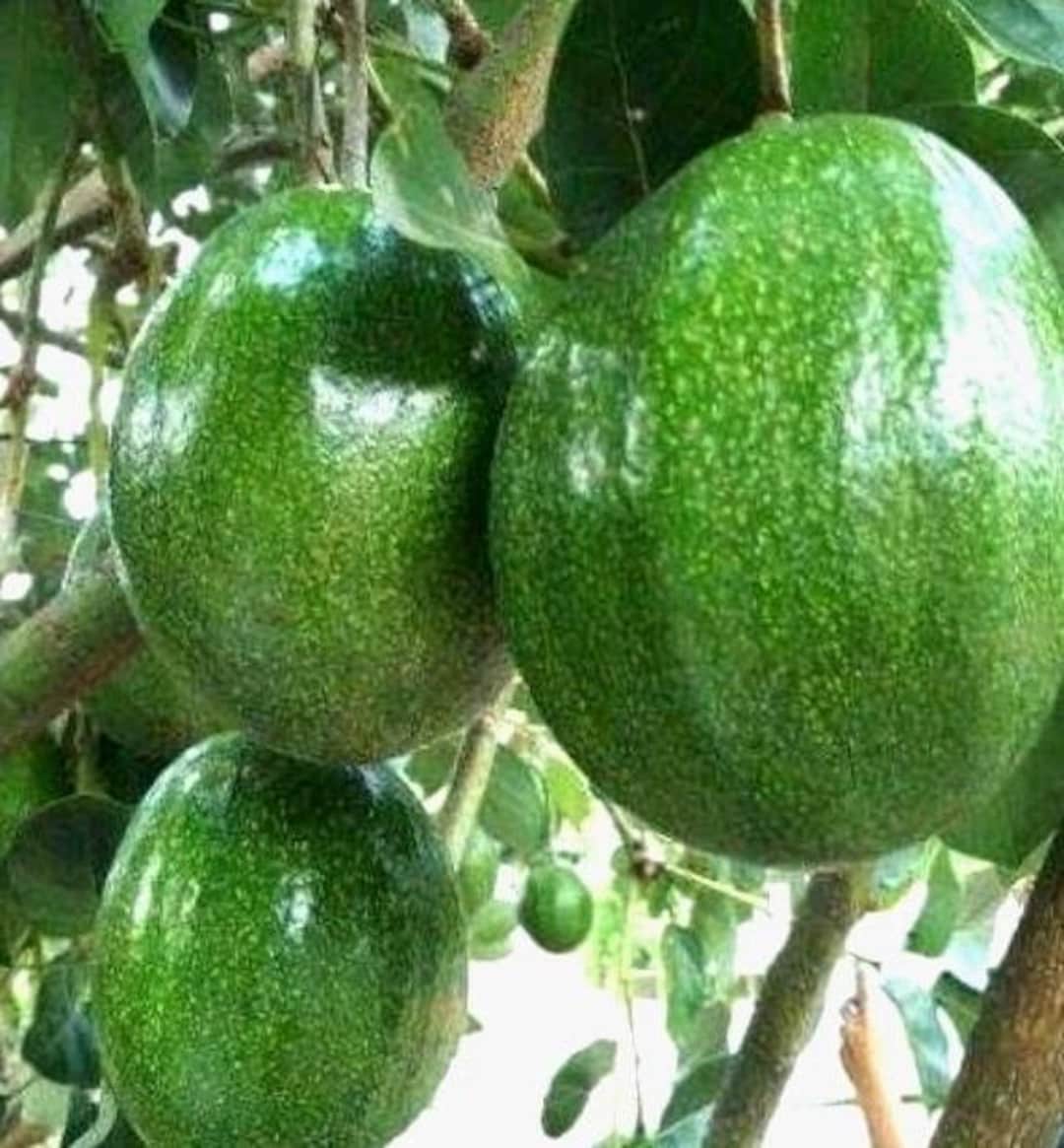 Monroe Avocado Tree , Cold Hardy , Grafted in 3 Gallons Pot, No Ship to ...