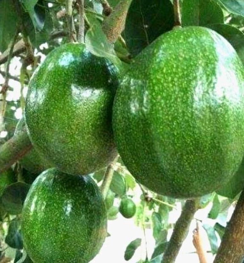 Monroe Avocado Tree , Cold Hardy , Grafted in 3 Gallons Pot, No Ship to ...