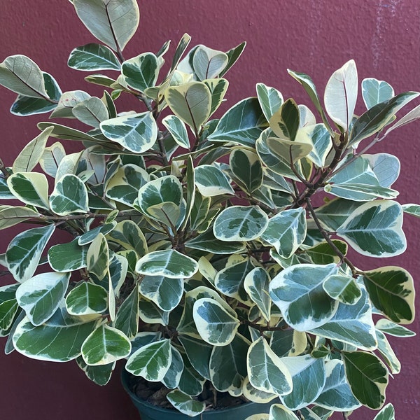 Ficus Triangularis Variegated - Etsy