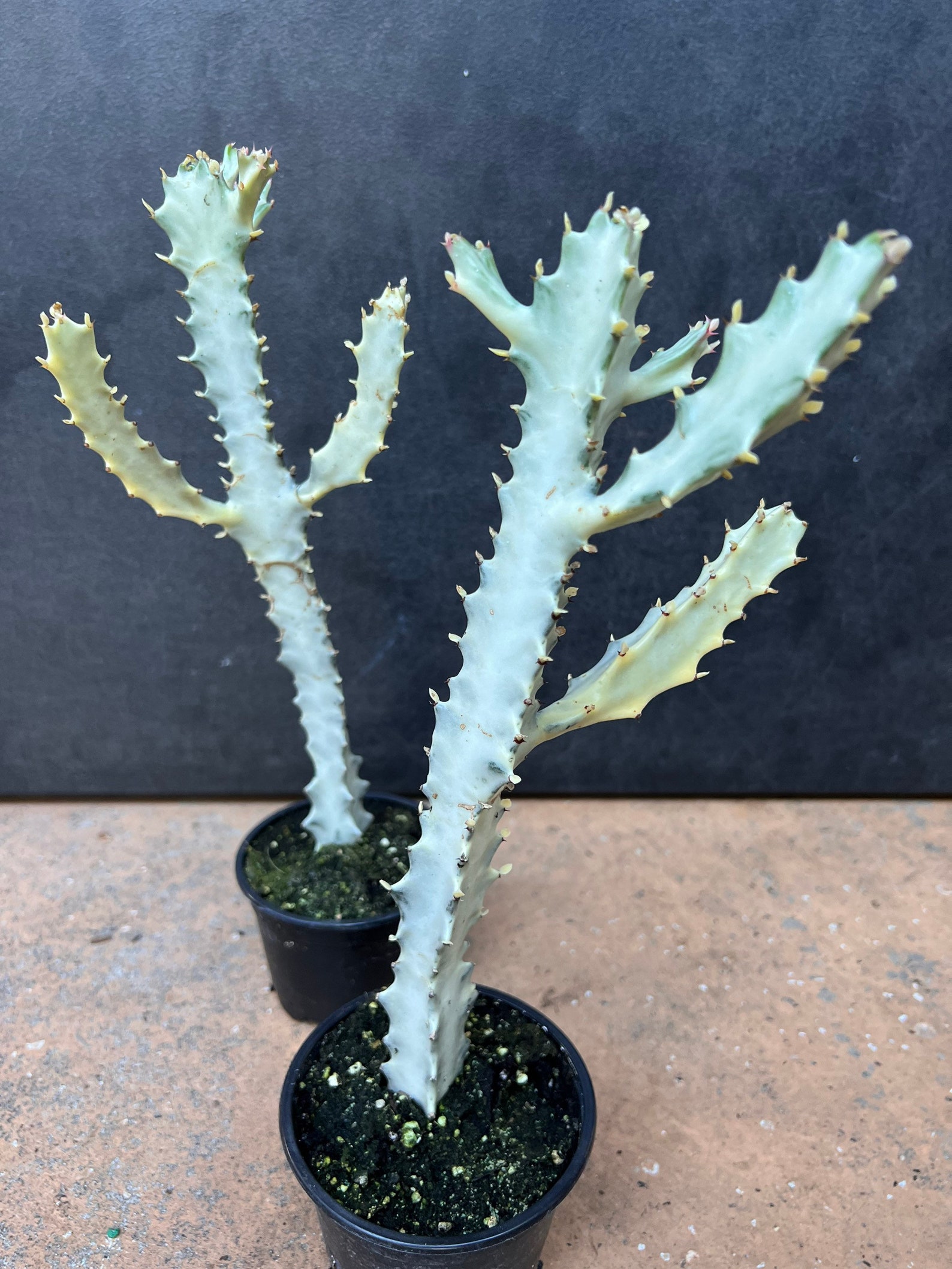 Ghost Cactus White Variegated Euphorbia Lactea Rare Cactus - Etsy