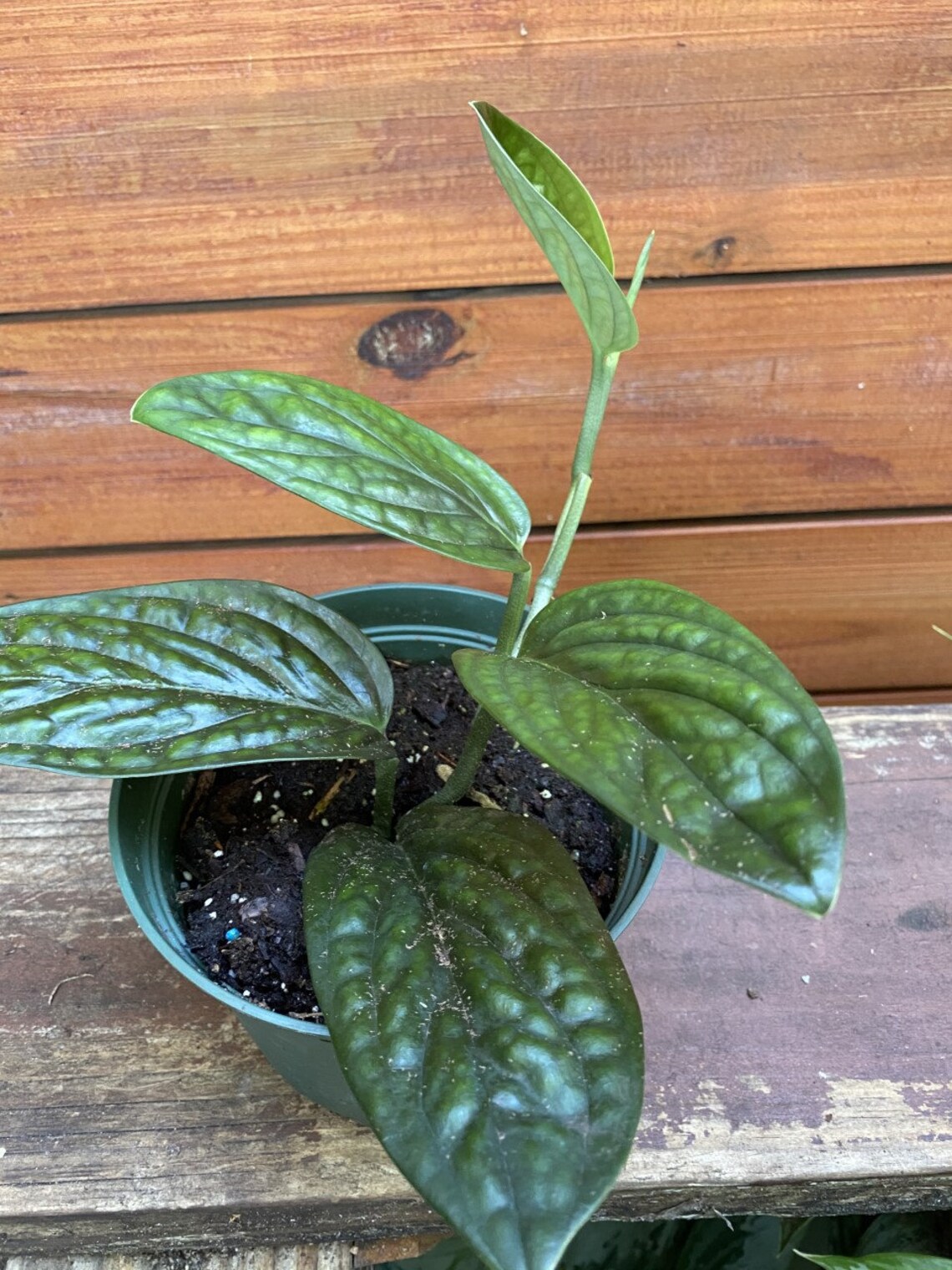 Monstera Peru in 6 Pot Rare Plant House Plant - Etsy