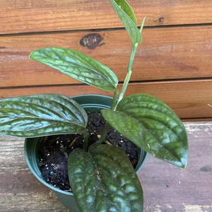 Monstera Peru in 6" Pot, Rare Plant, House Plant - Etsy