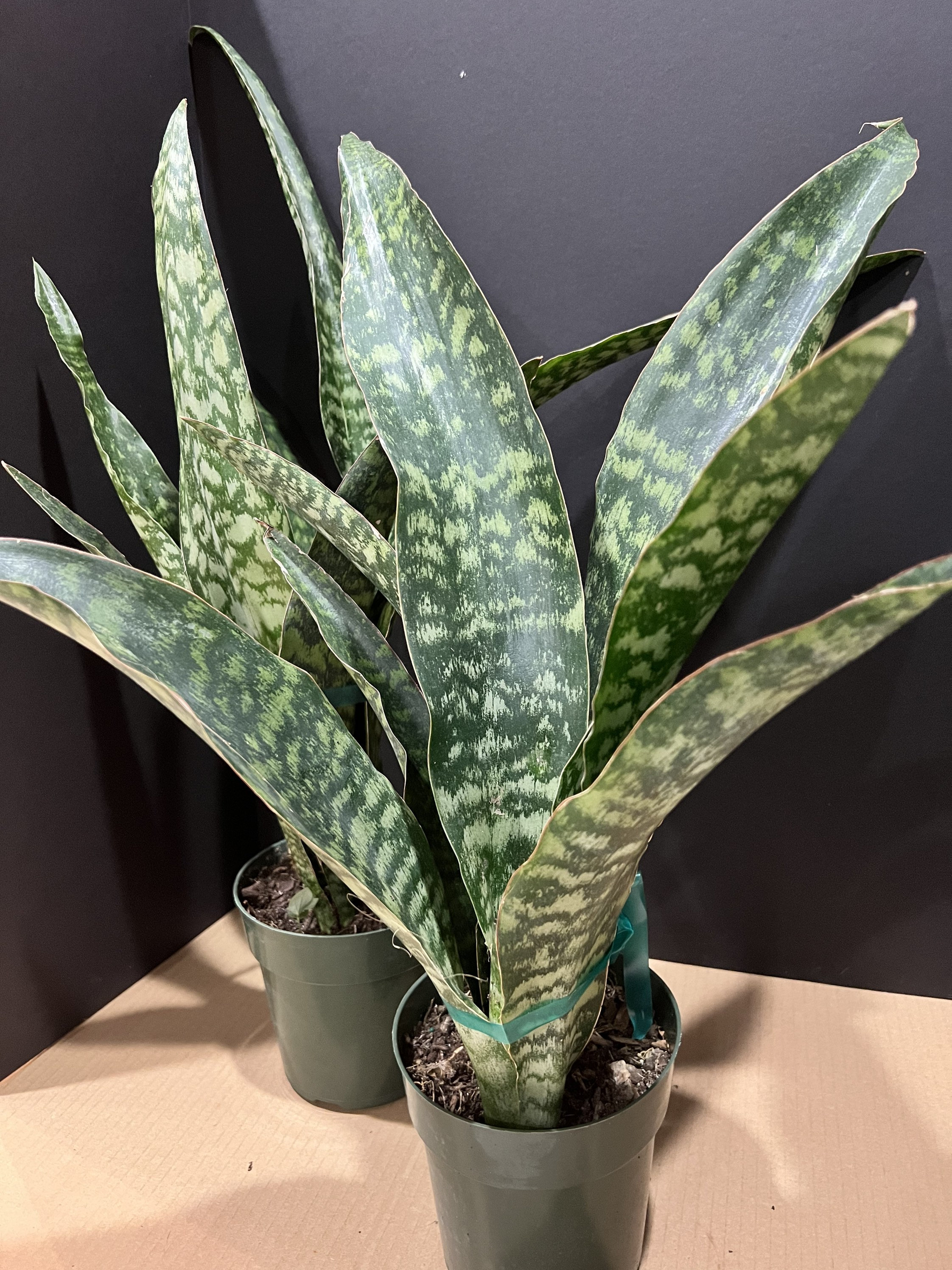 Large Sansevieria Jaboa in 6 Pot King Jaboa - Etsy