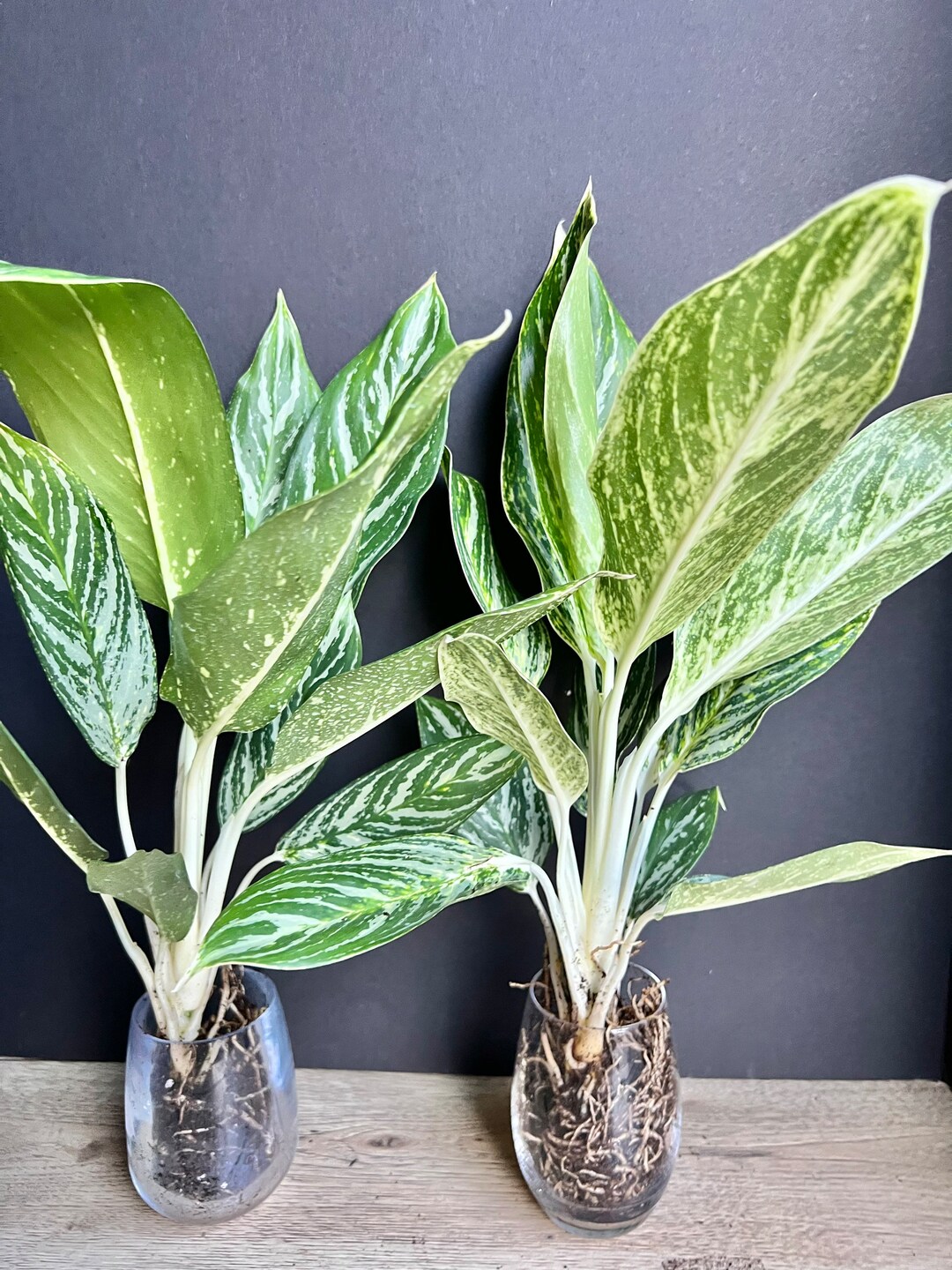 Aglaonema Golden Madonna Chinese Evergreen, Well Rooted - Etsy