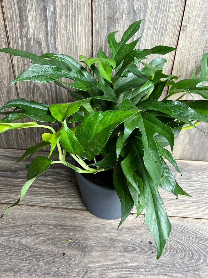 Rare Baltic Blue Pothos Epipremnum Pinnatum in 6 - Etsy