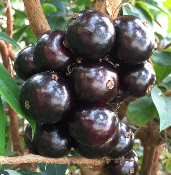 Jaboticaba Tree Myrciaria Cauliflora