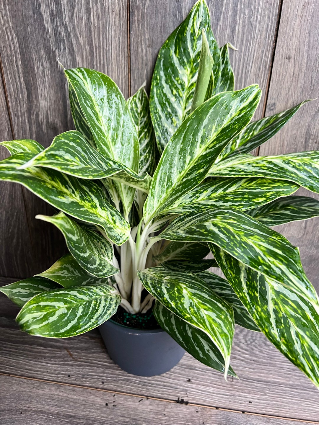 Aglaonema Golden Madonna in 6" Pot - Etsy