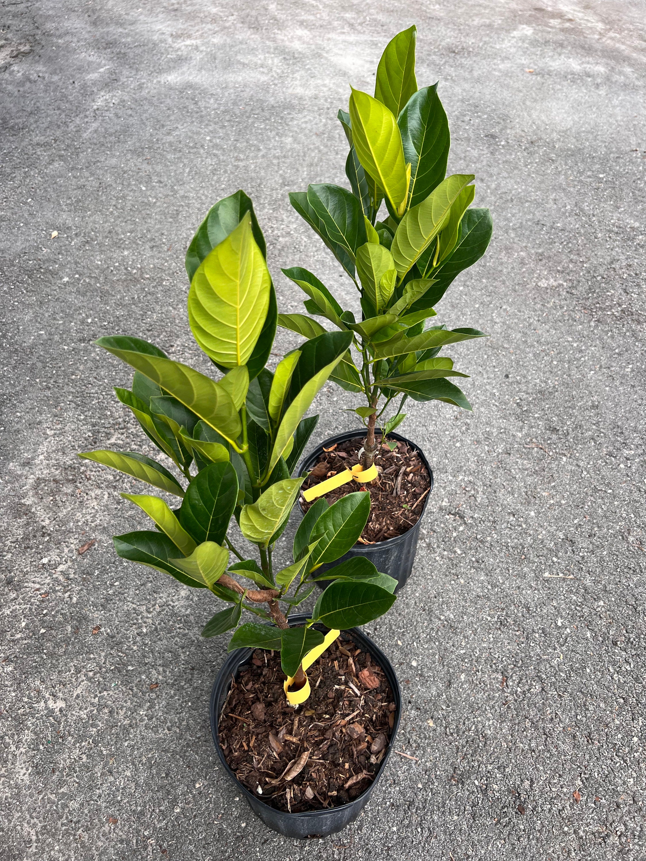 J31 Jack Fruit, Dwarf in 3 Gallons Pot, Grafted, Artocarpus ...