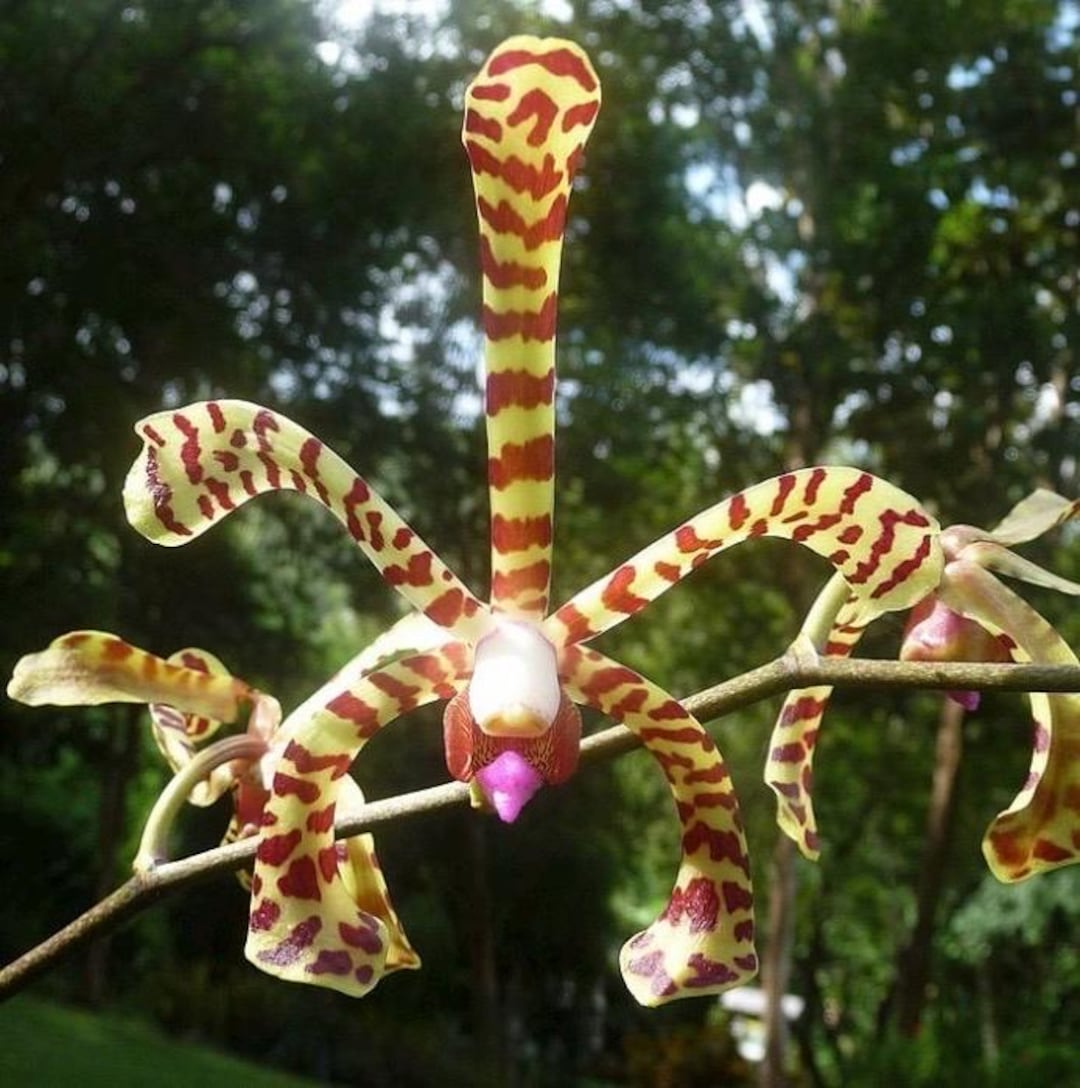 Scorpion Orchid in 4" Pot, Arachnis, Aranda Orchid - Etsy