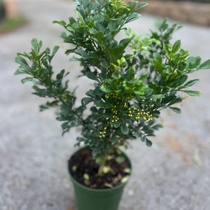 Chinese Perfume Tree, Chinese Rice Flower, in 4", 6" and 10" Pot Aglaia ...