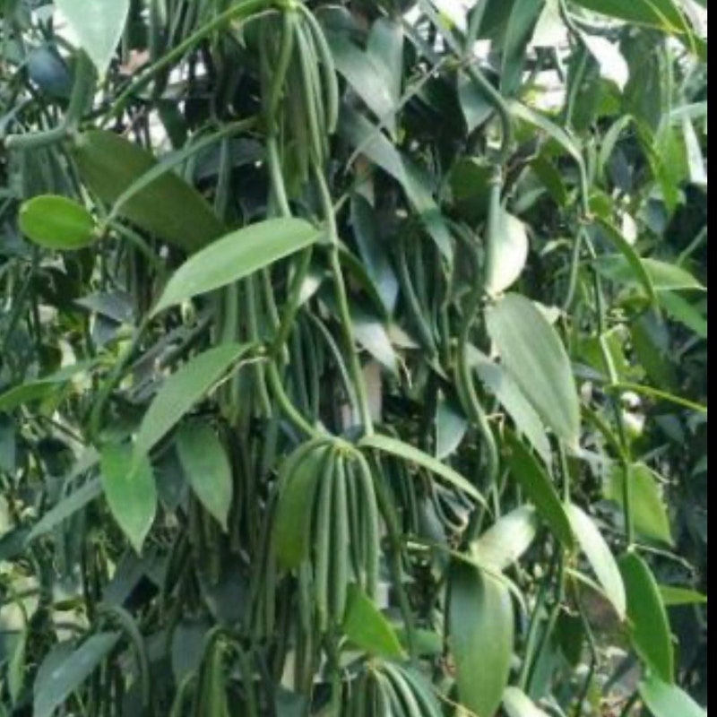 Vanilla Bean Plant - Etsy