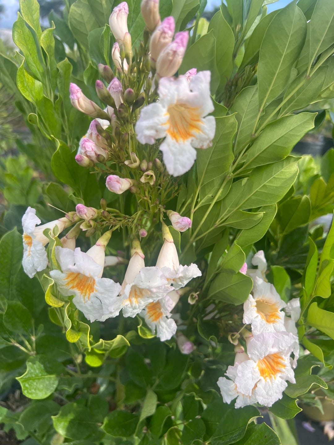 Dwarf Tree Jasmine, Radermachera Kunming, in 3 Gallons Pot, Fragrant ...