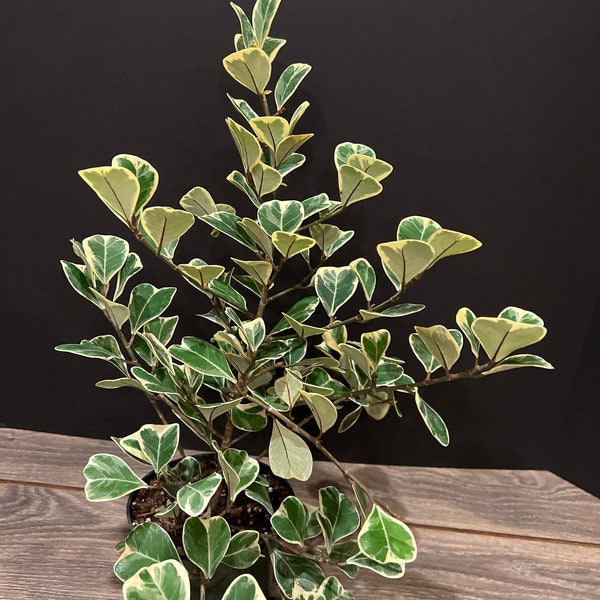 Ficus Triangularis Variegated - Etsy