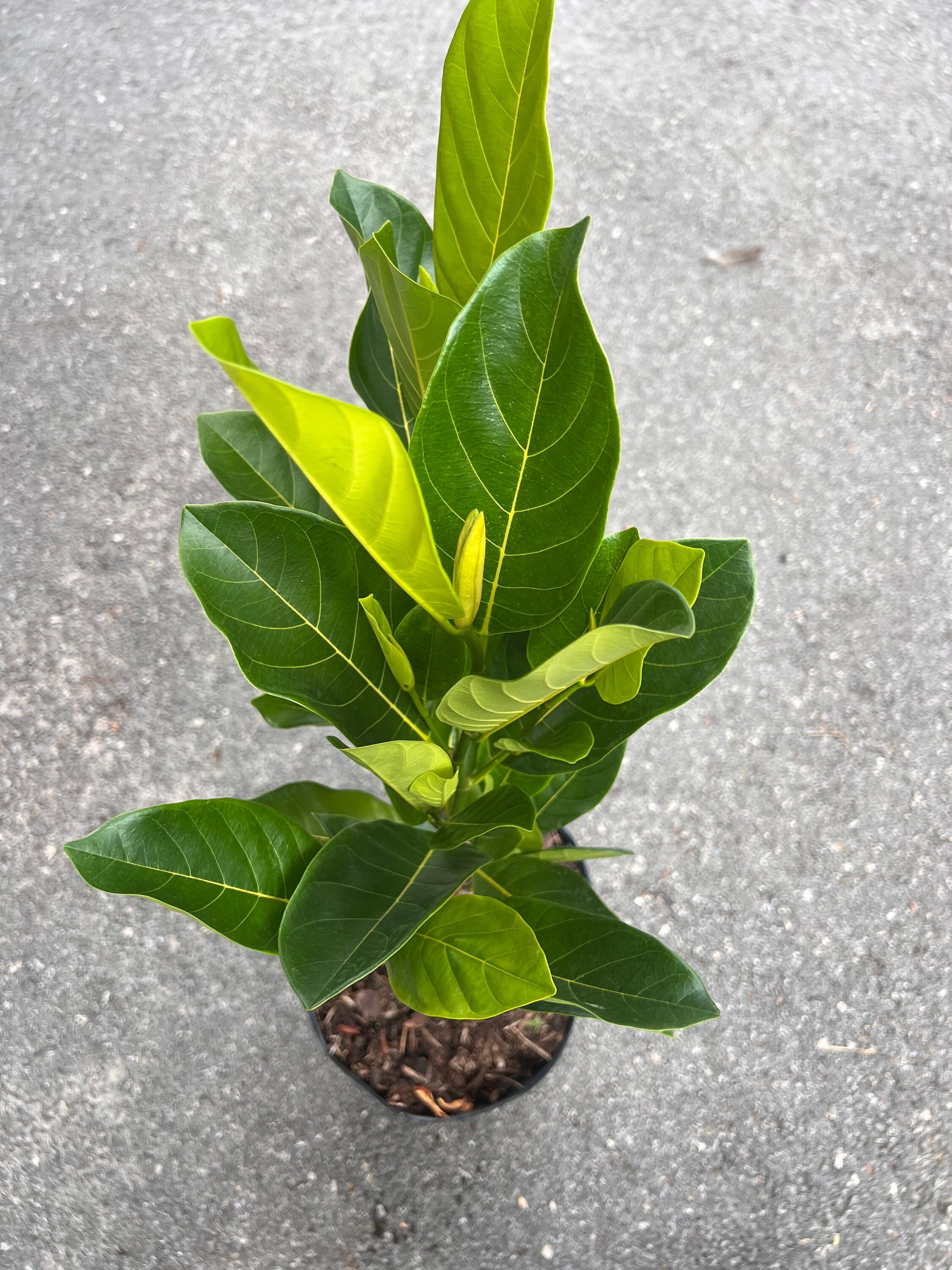 J31 Jack Fruit, Dwarf in 3 Gallons Pot, Grafted, Artocarpus ...