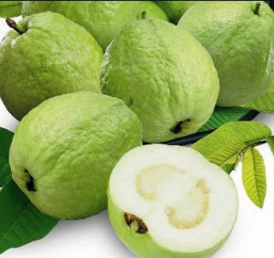 Thai Guava, in 10" Pot, Jambu Batu, Psidium Guajava, Ferang, White ...