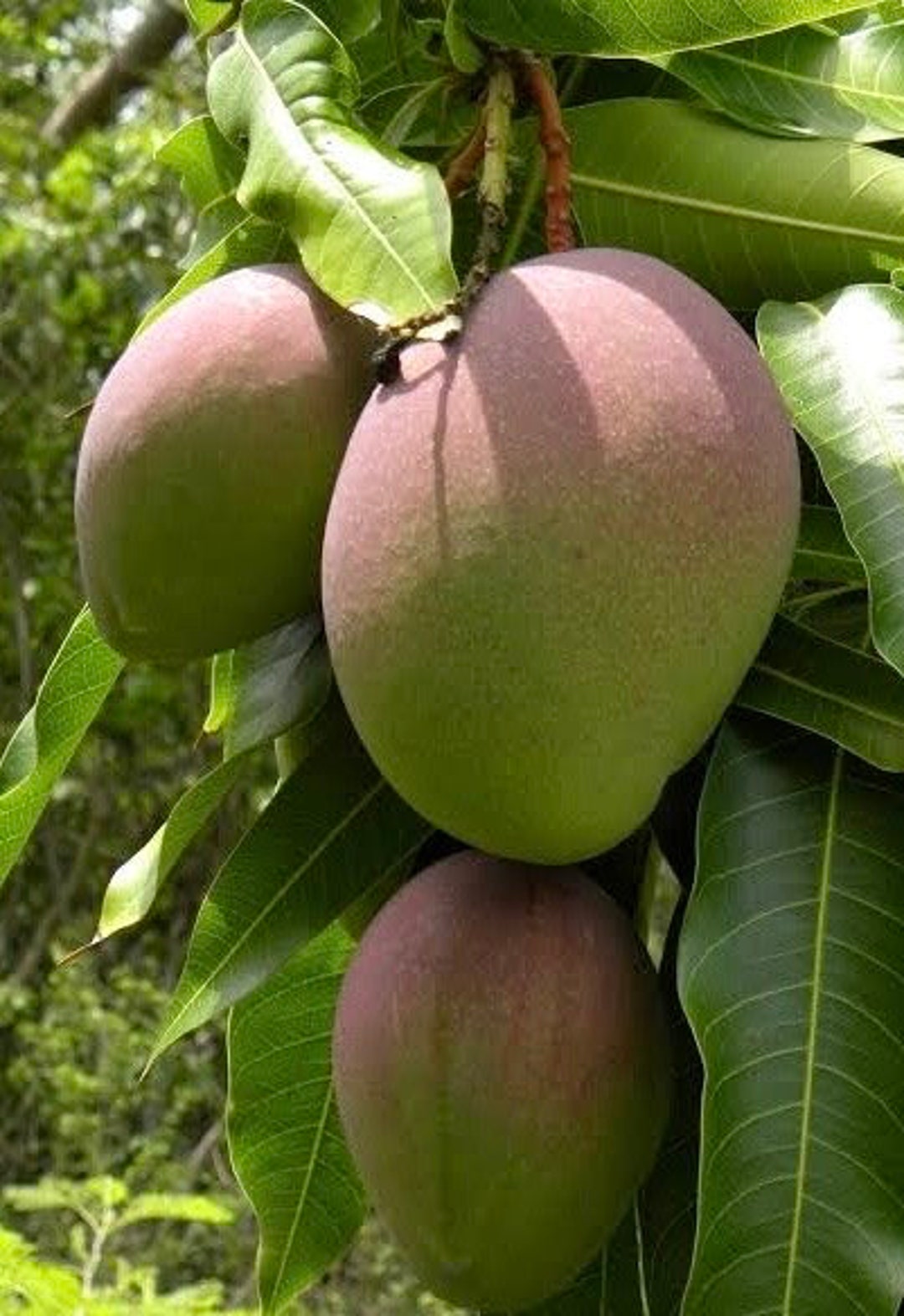 Karen Michelle Mango, Grafted in 3 Gallons Pot, No Ship to CA and HI - Etsy