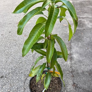 Sugar Loaf Mango Tree. Grafted in 3 Gallons Pot - Etsy