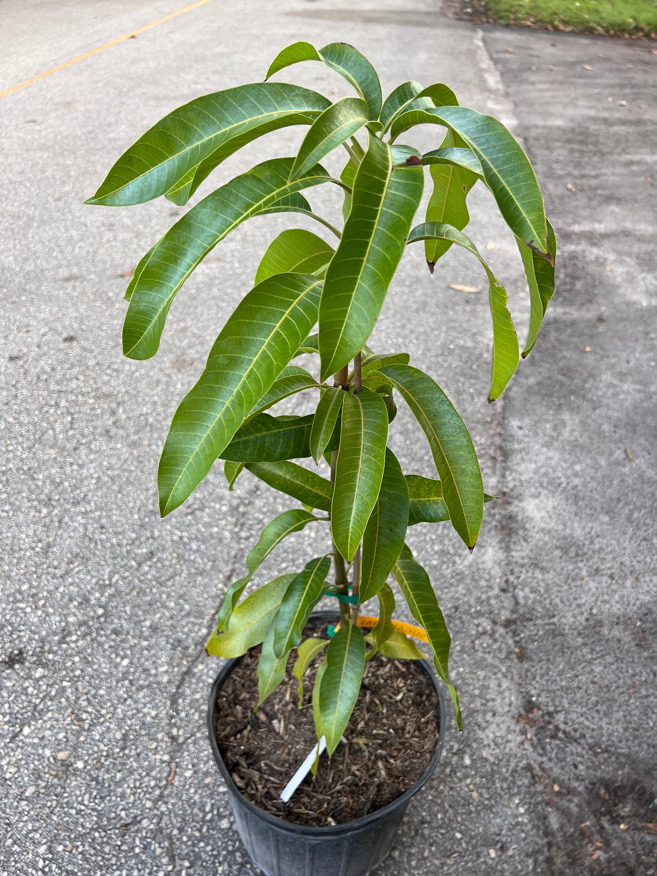Sugar Loaf Mango Tree. Grafted in 3 Gallons Pot - Etsy