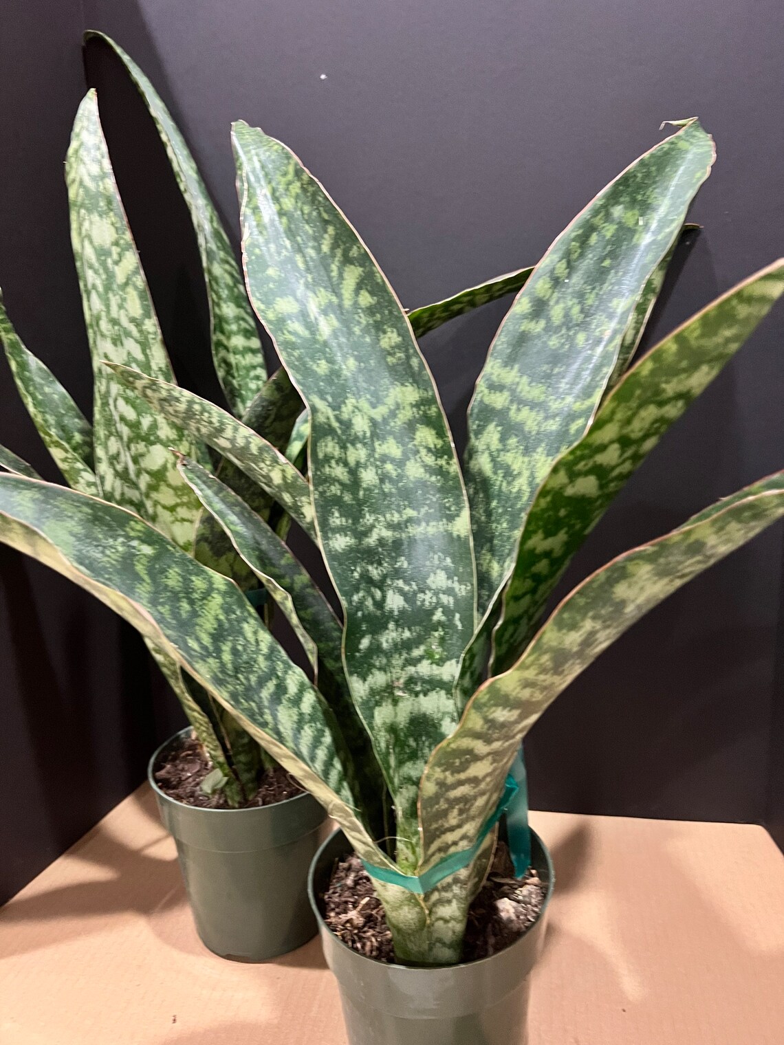 Large Sansevieria Jaboa in 6 Pot King Jaboa - Etsy