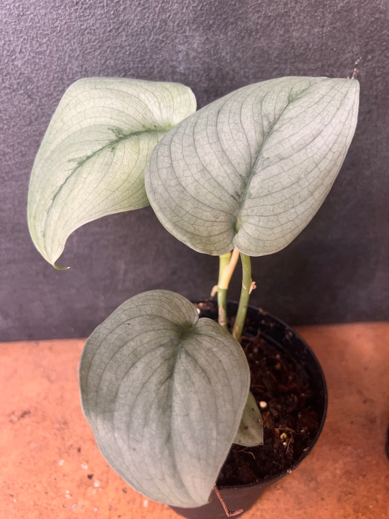 Scindapsus Silver Hero in 4 Pot - Etsy