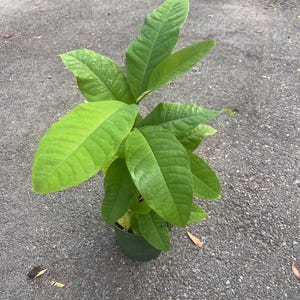 Yellow Flower, Magnolia Champaca, Michelia Champaca in 6" or 4" Pot ...