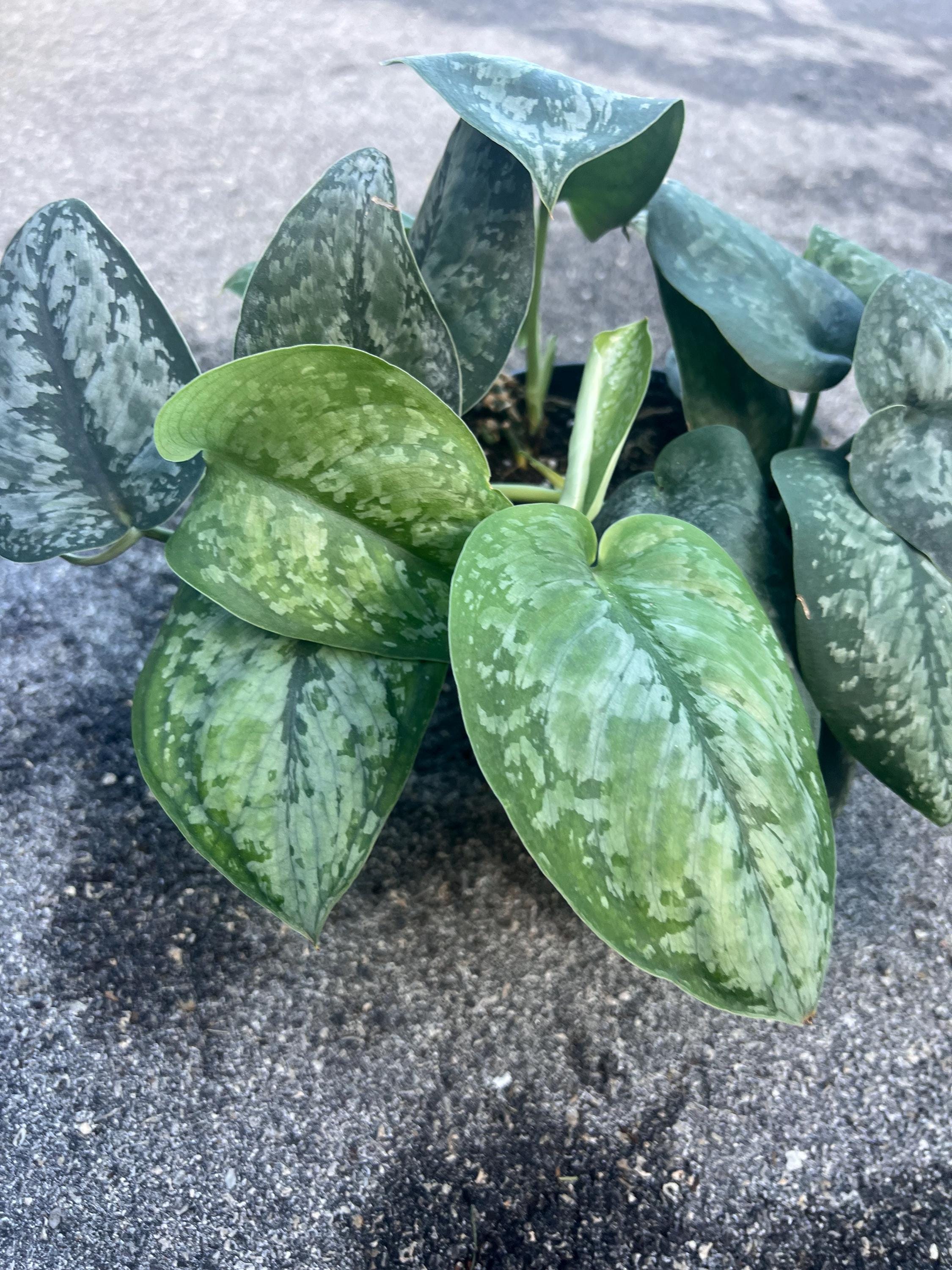 Scindapsus Mount Salak in 4" Pot or 6" Pot - Etsy