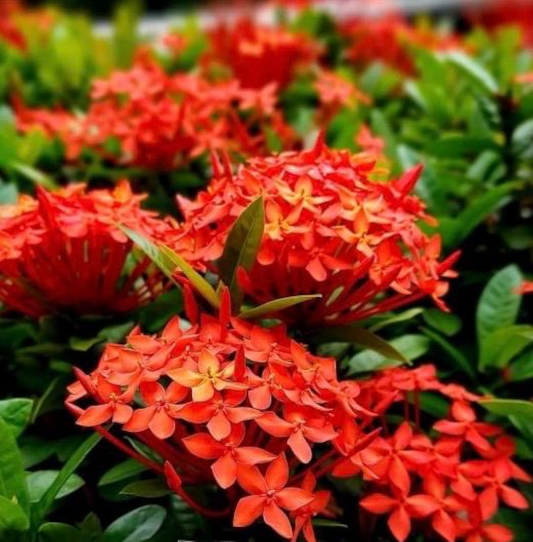 Ixora Taiwanese Red in 6" Pot, Carmen Dwarf Red, Ixora - Etsy