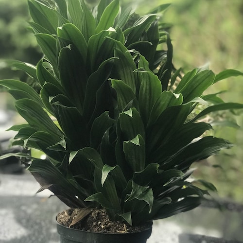 Dracaena Janet Craig Compacta Cane Plant in 2g Pot - Etsy