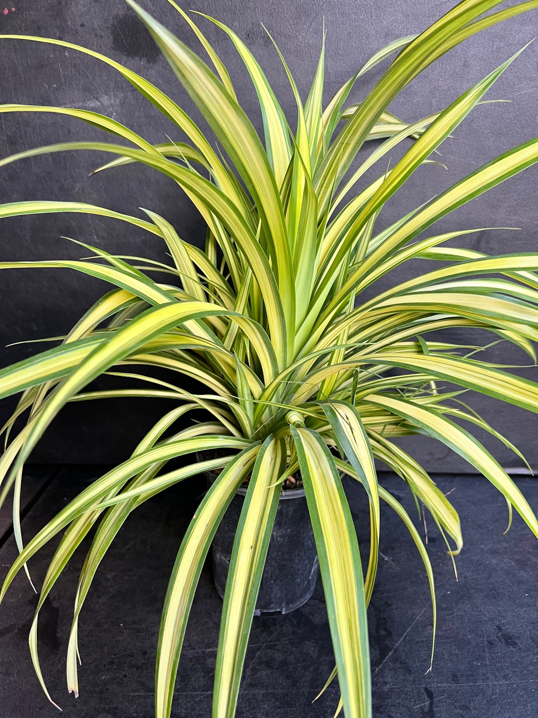 Large Pandanus Baptistii Aureus - Variegated Dwarf Pandanus in 1 Gallon ...
