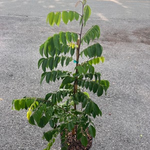 Star Fruit Averrhoa Carambola, Grafted, in 3 Gallons Pot. Kary ...