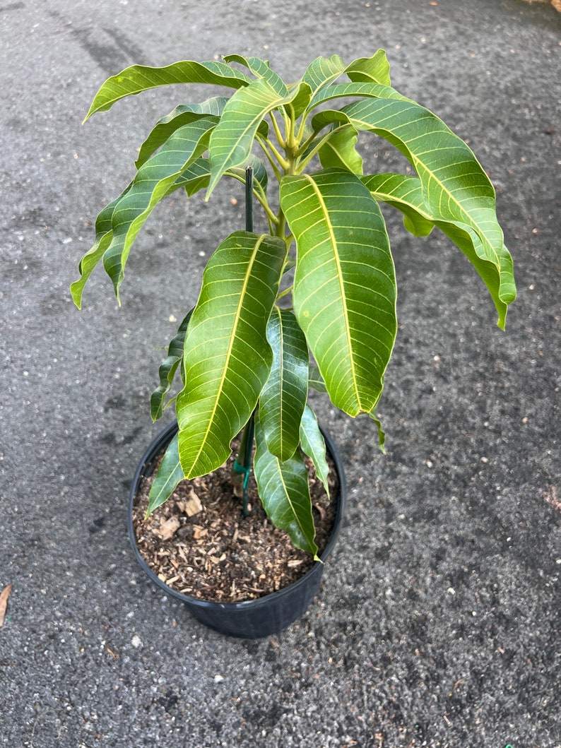 Kesar Mango Tree, Grafted in 3 Gallons Pot, No Ship to HI - Etsy