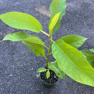 Yellow Flower, Magnolia Champaca, Michelia Champaca in 6" or 4" Pot ...