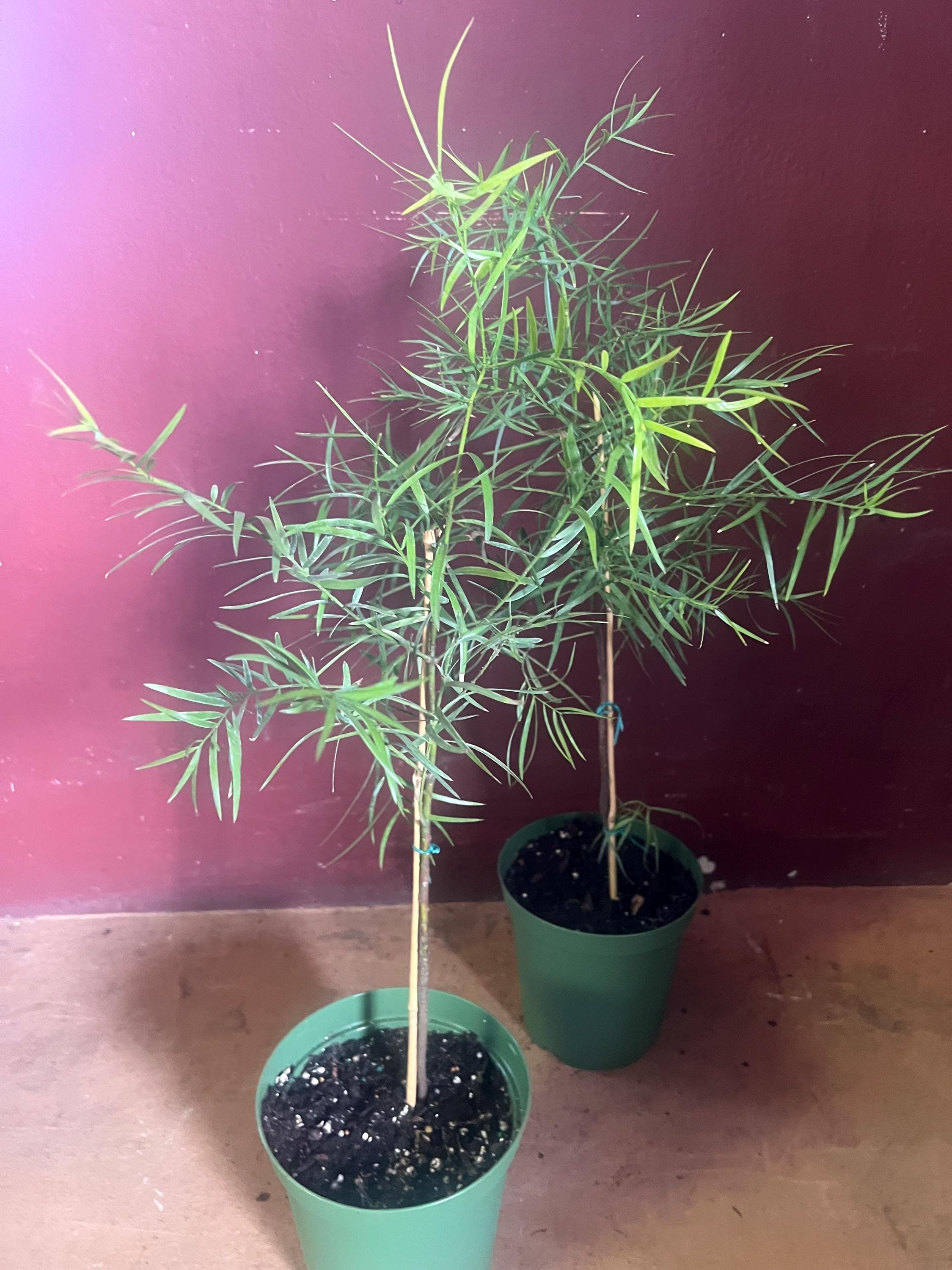 Podocarpus Gracilior in 6" Pot. African Fern Pine" - Etsy