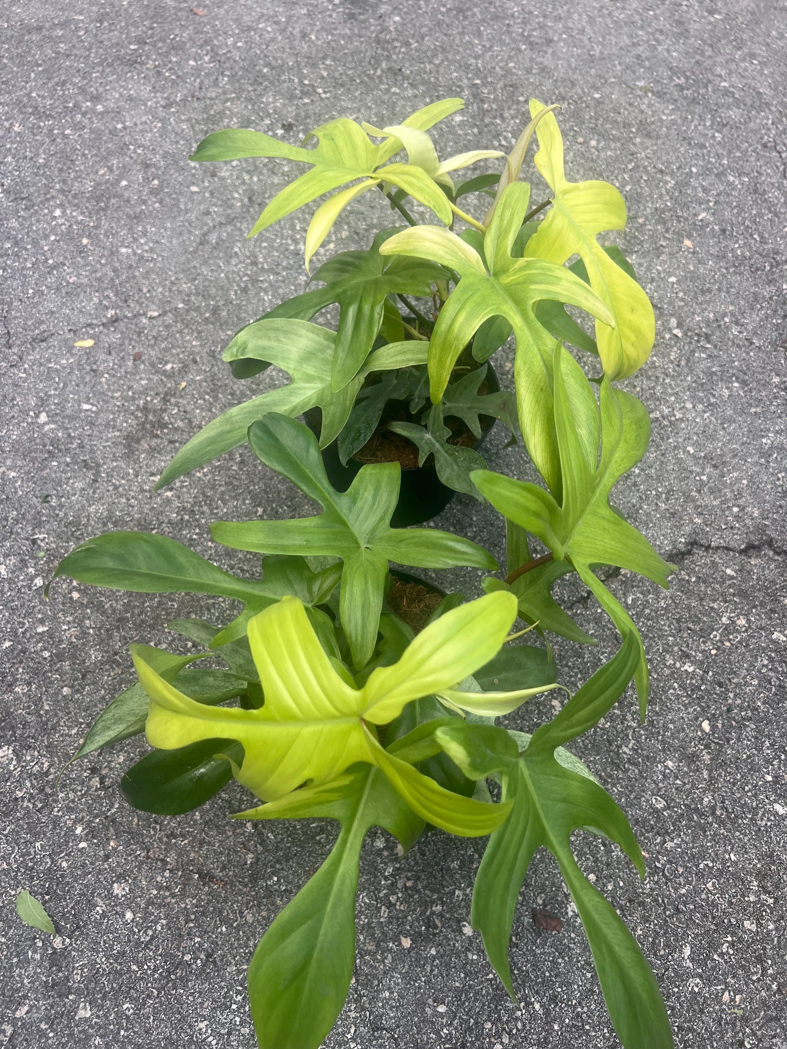 Philodendron Florida Ghost Mint in 6" Pot, Mint Variegated - Etsy